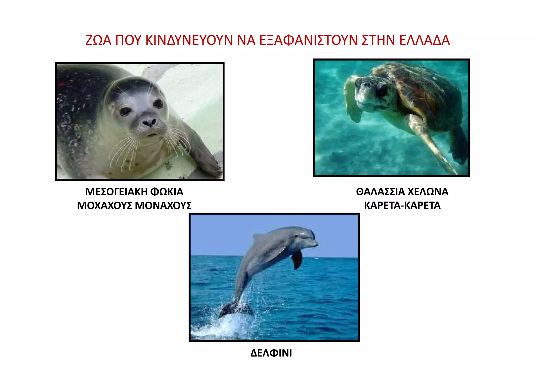 ΖΩΑ ΥΠΟ ΕΞΑΦΑΝΙΣΗ | PDF
