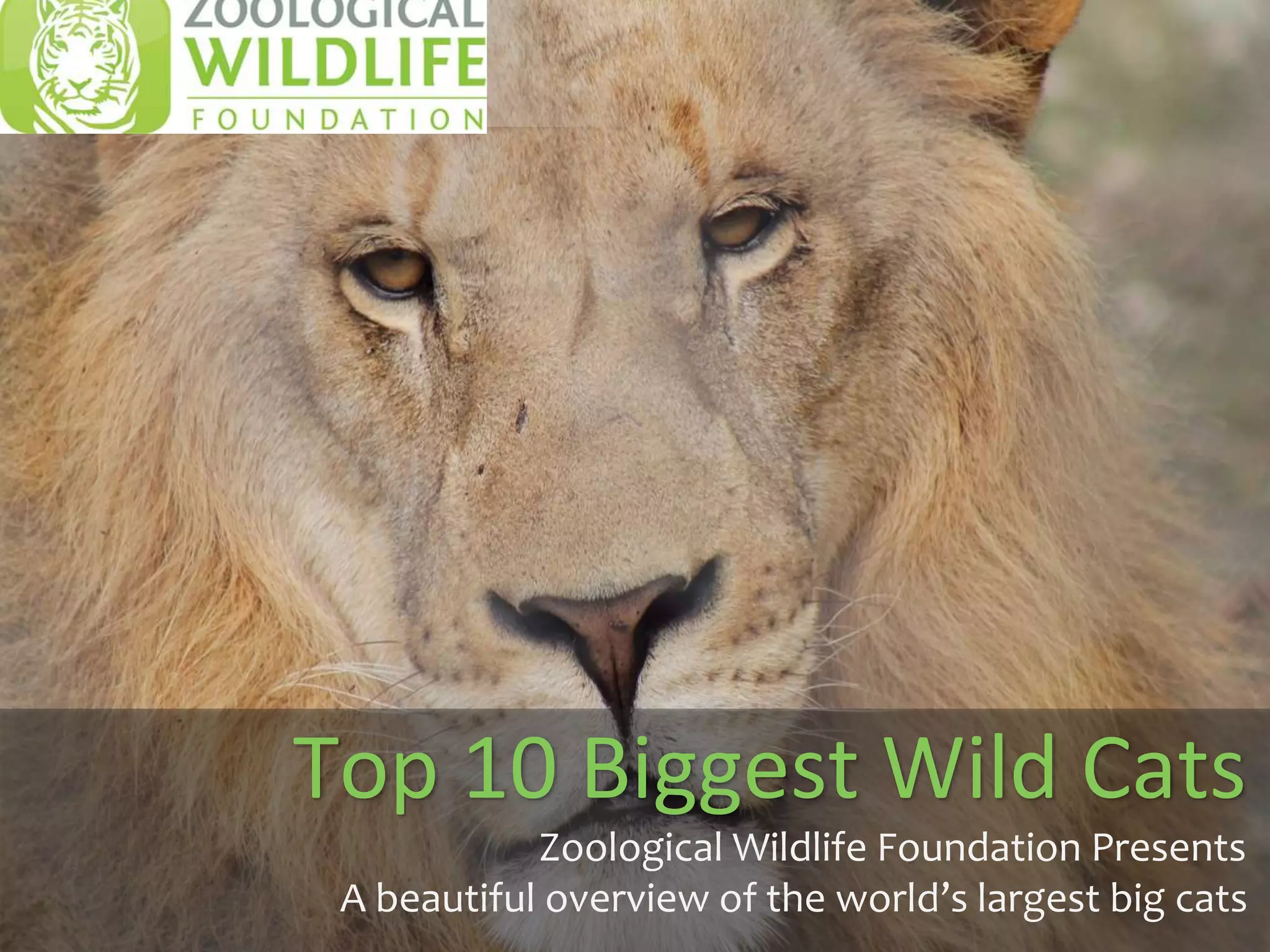 10 Largest Wild Cats | PPTX