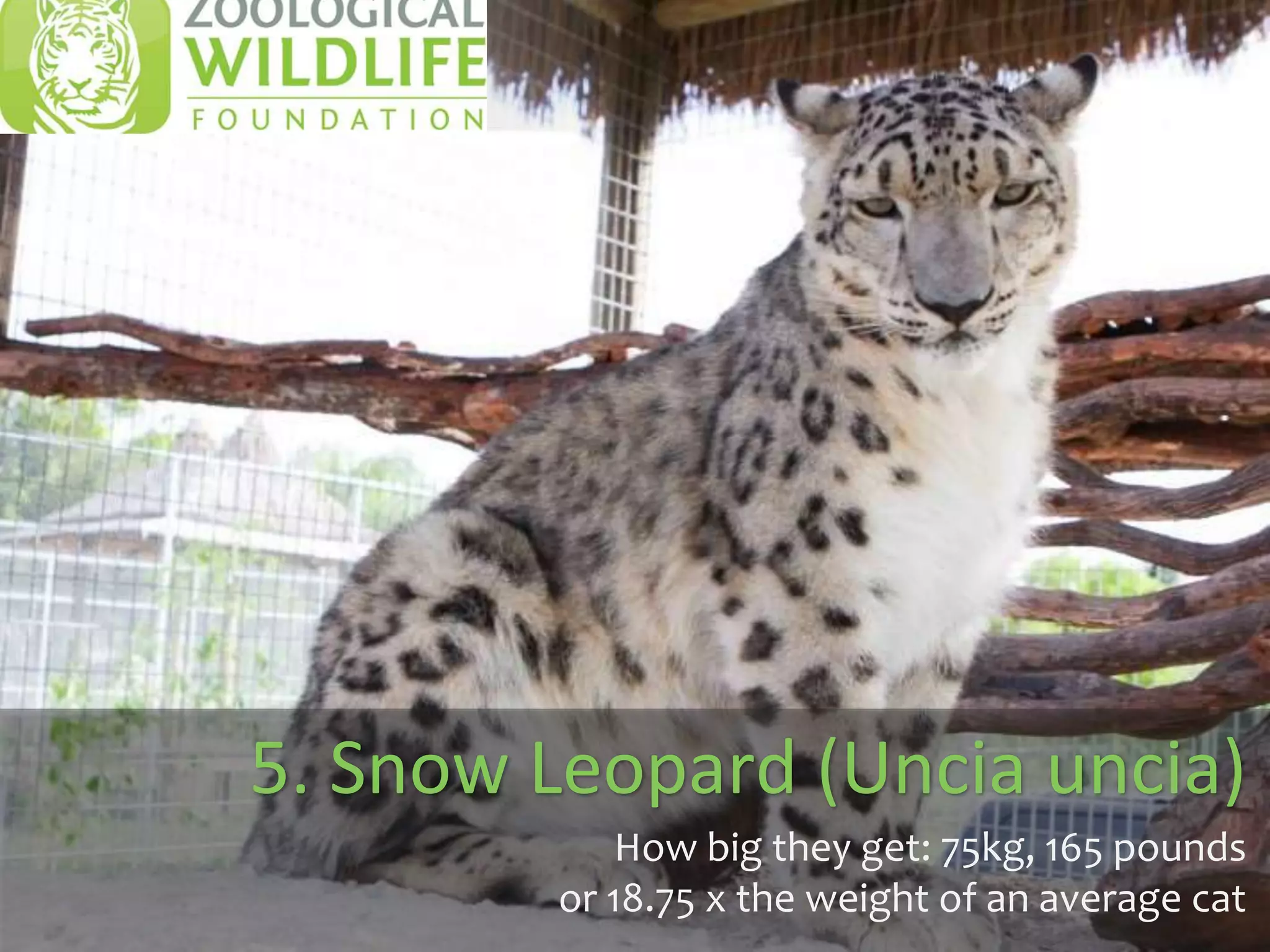10 Largest Wild Cats | PPTX