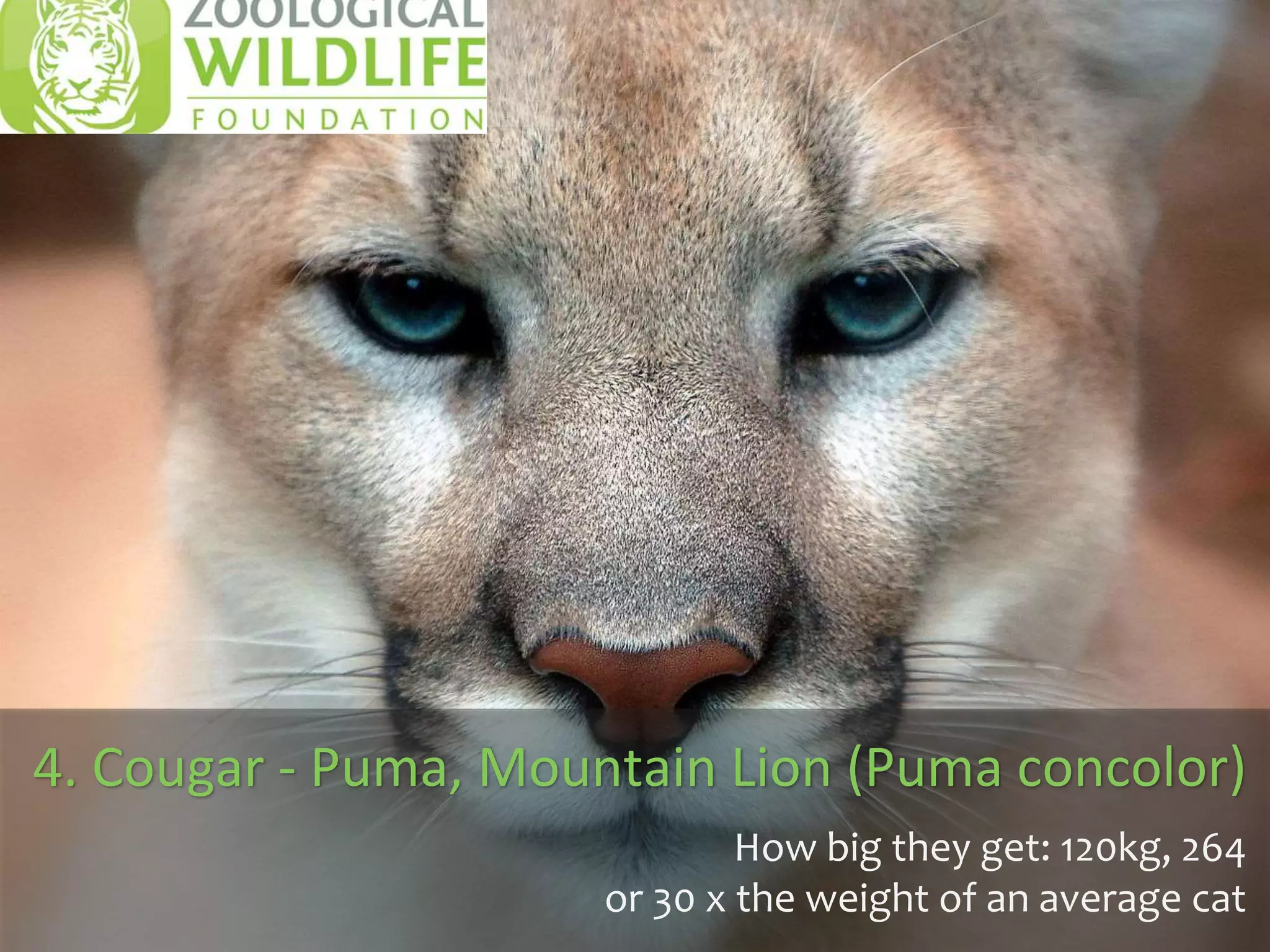 10 Largest Wild Cats | PPTX