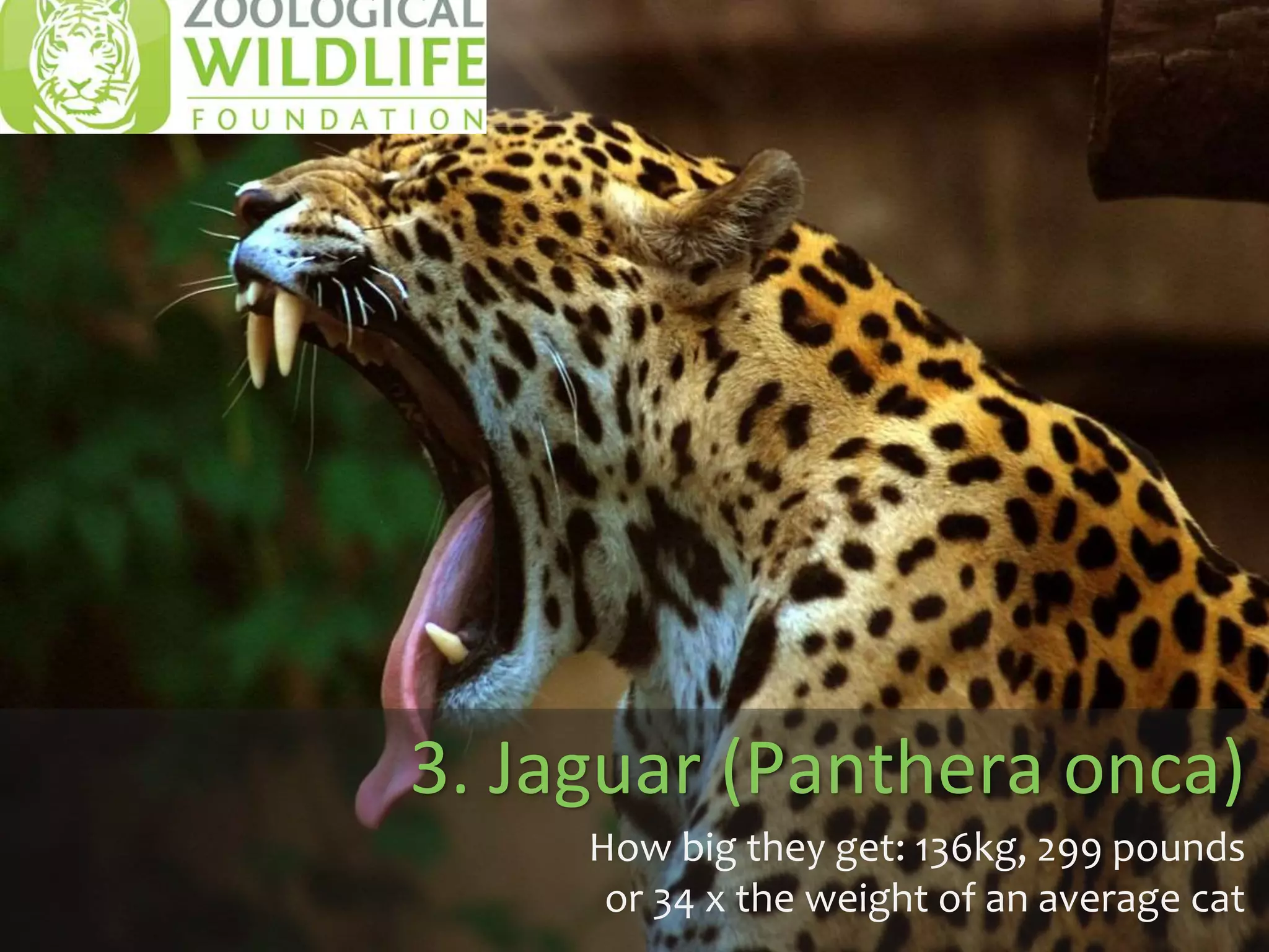 10 Largest Wild Cats | PPTX