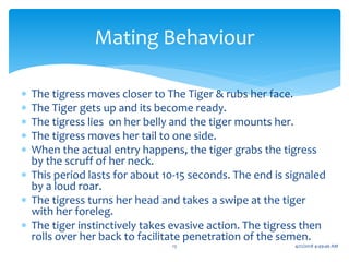 Royal Bengal Tiger | PPTX | Large Animals | Pets