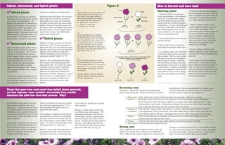 Saving Seed for Next Year ~ South Dakota State University | PPT