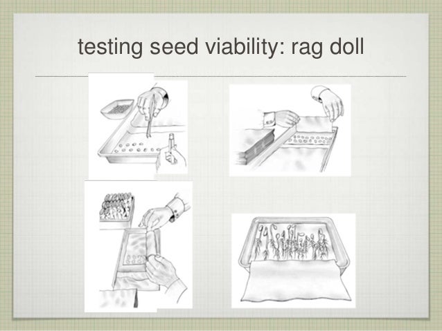 Seed Saving and Testing
