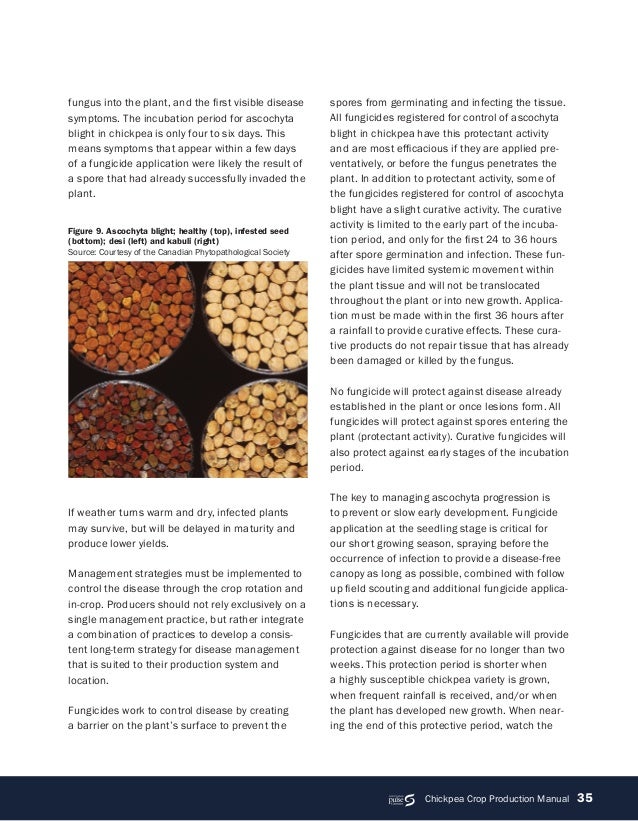 Chickpea Seed Production Manual ~ saskpulse.com