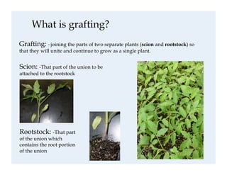 Technique of Tomato Grafting | PDF
