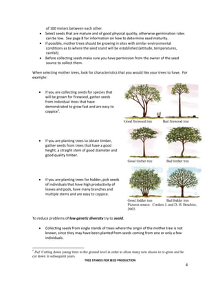 Tree Stands for Seed Production | PDF