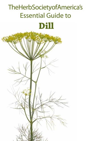 Dill Herb Seed Saving, Growing and Harvesting | PDF
