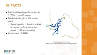 Learn ESM1 in 3 minutes | Endothelial cell-specific molecule 1, Endocan ...
