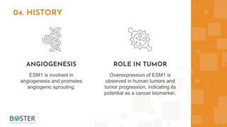 Learn ESM1 in 3 minutes | Endothelial cell-specific molecule 1, Endocan ...