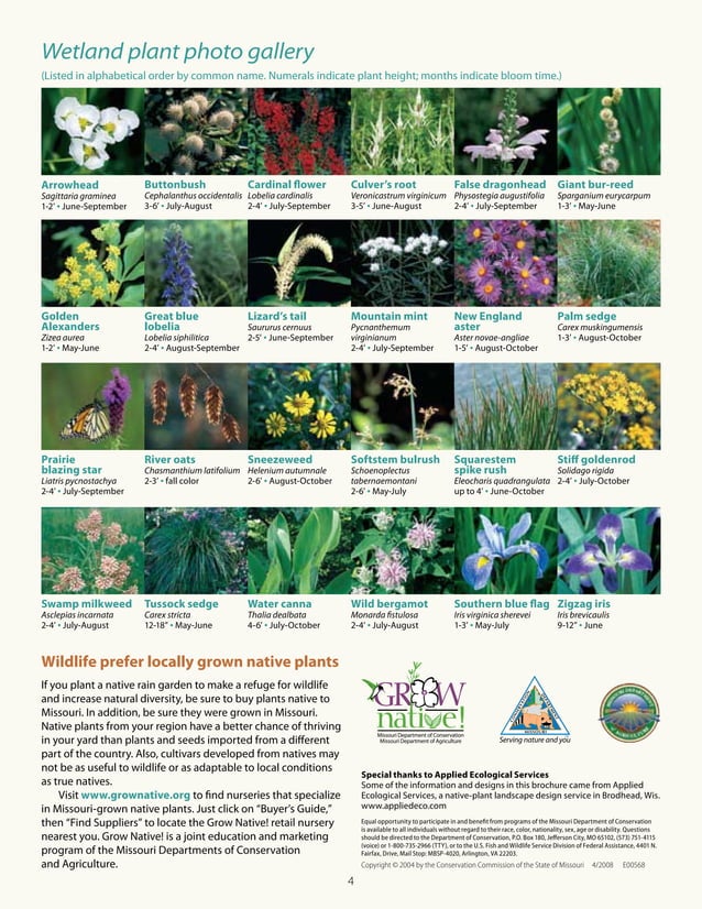 Wisconsin Native Plant Rain Gardens | PDF