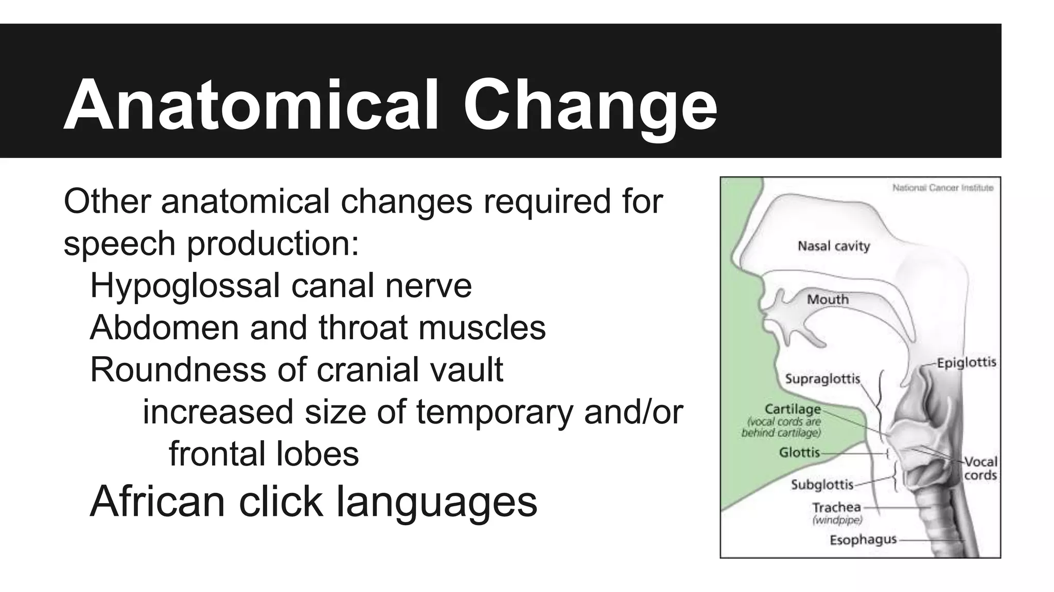 Evolution of language | PPTX