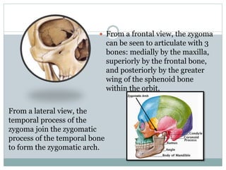 Zygomatic Process