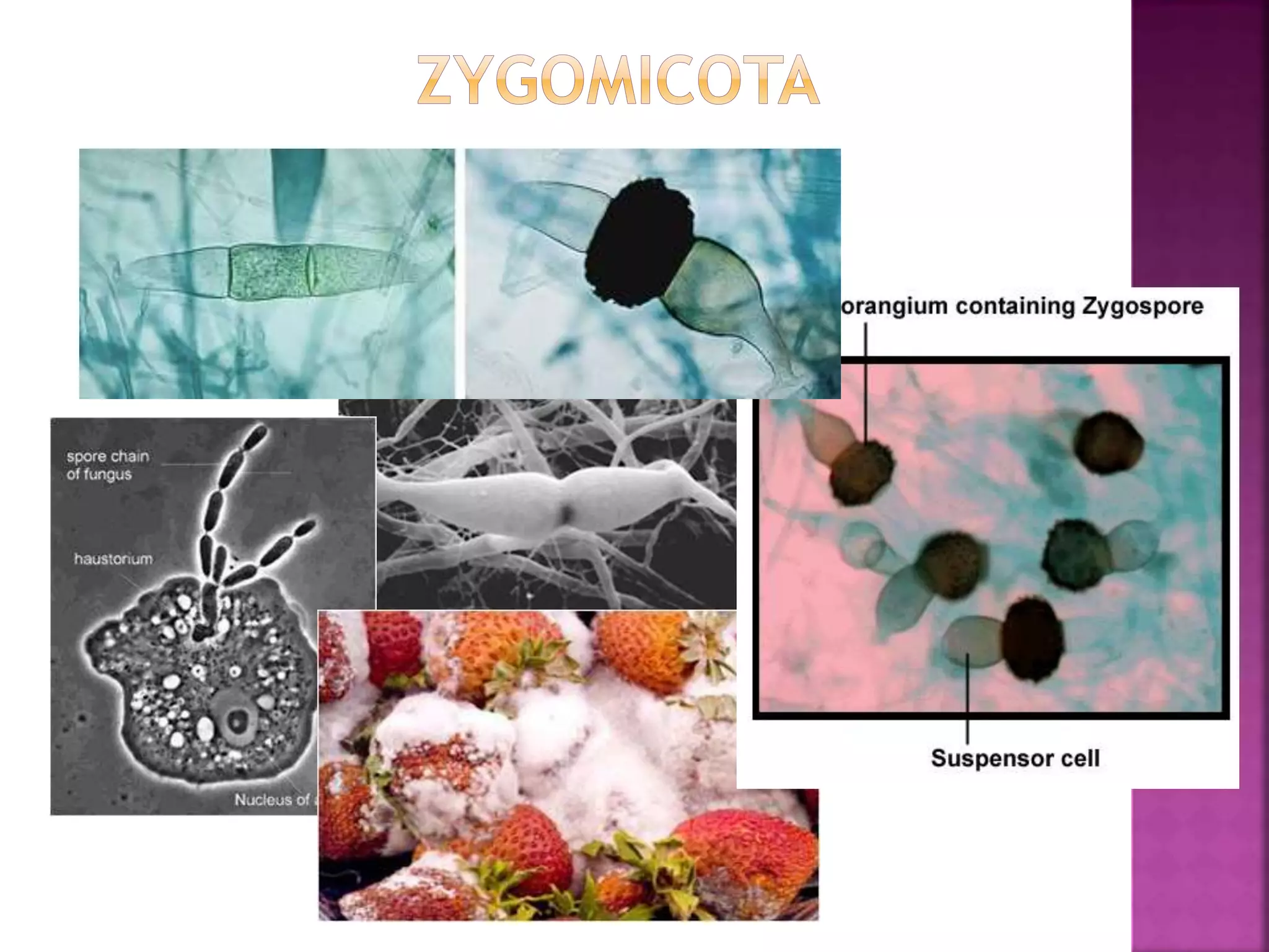 Jamur (Zygomycota) | PPTX