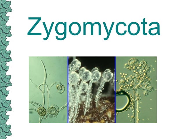 Zygomycota | PPTX