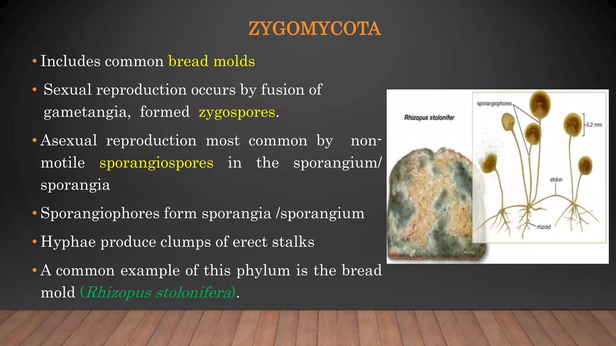 Zygomycota.pptx