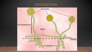 Zygomycota.pptx