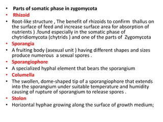 zygomycota.ppt