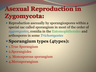Zygomycota by sohail | PPTX
