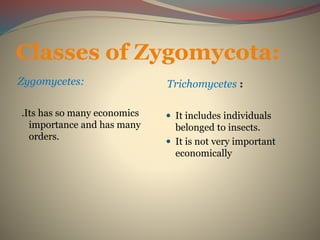 Zygomycota by sohail | PPTX