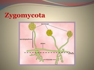 Zygomycota Labeled