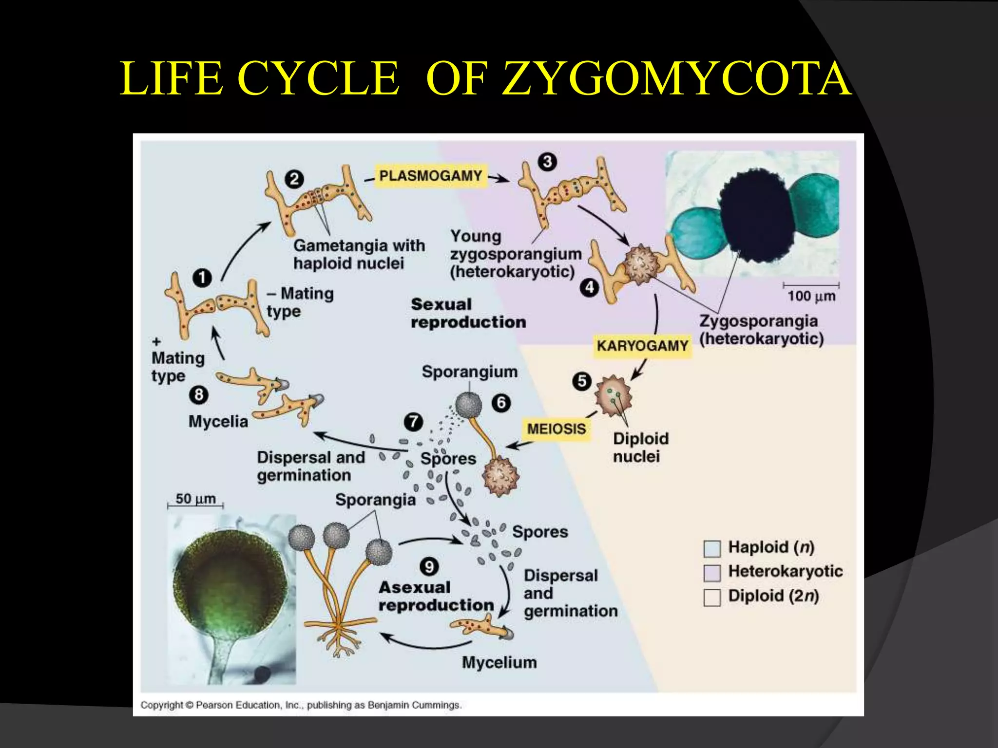 Zygomycota characters, cycle, taxonomy& difference between rhizopus ...
