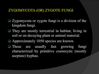 Zygomycota characters, cycle, taxonomy& difference between rhizopus ...
