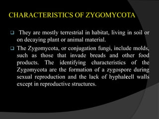 Phylum Zygomycota Common Name