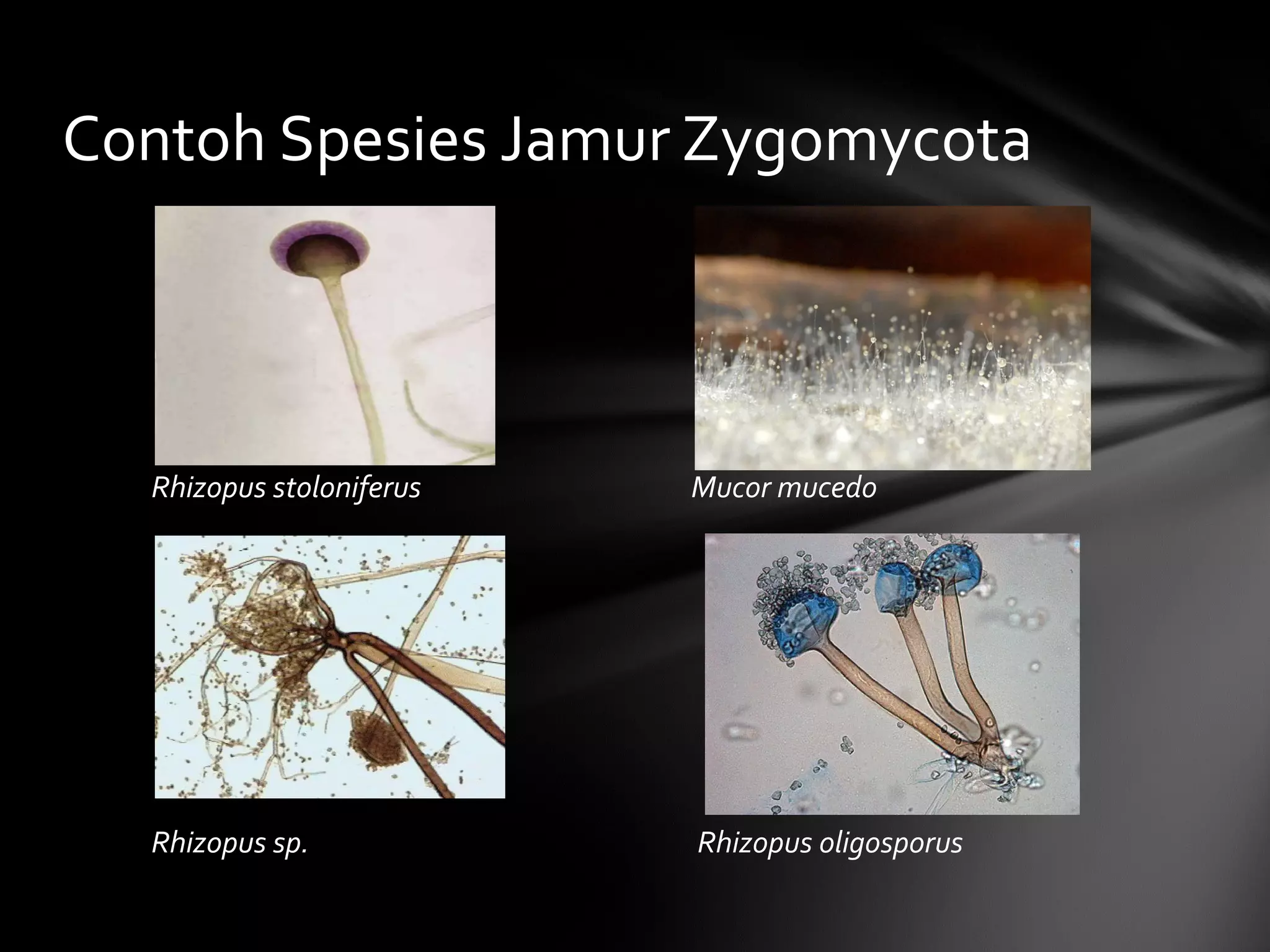 Zygomycotina | PPT