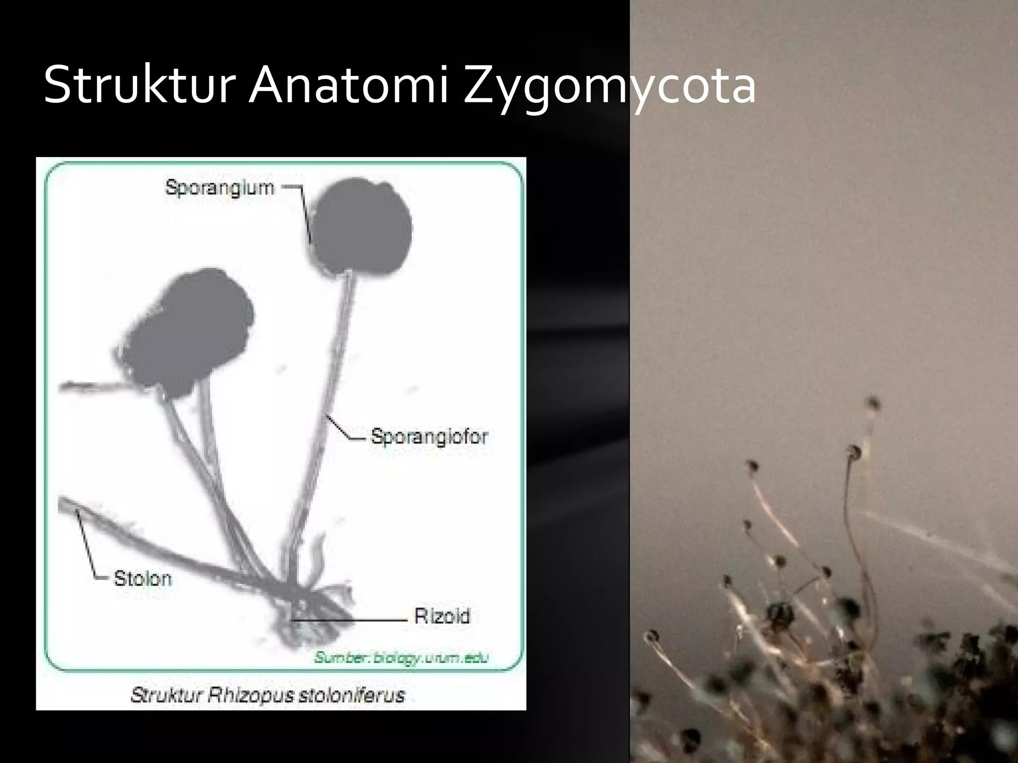 Zygomycotina | PPT
