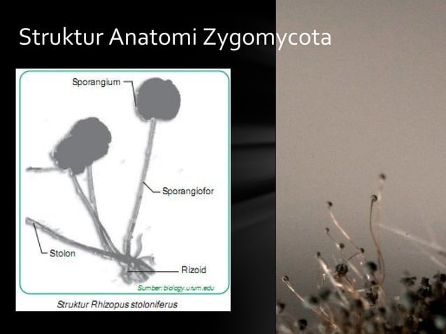 Zygomycotina | PPT