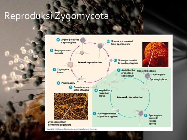 Zygomycotina | PPT