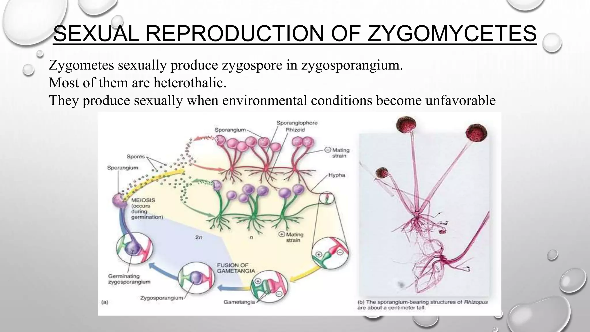 Zygomycotina | PPTX