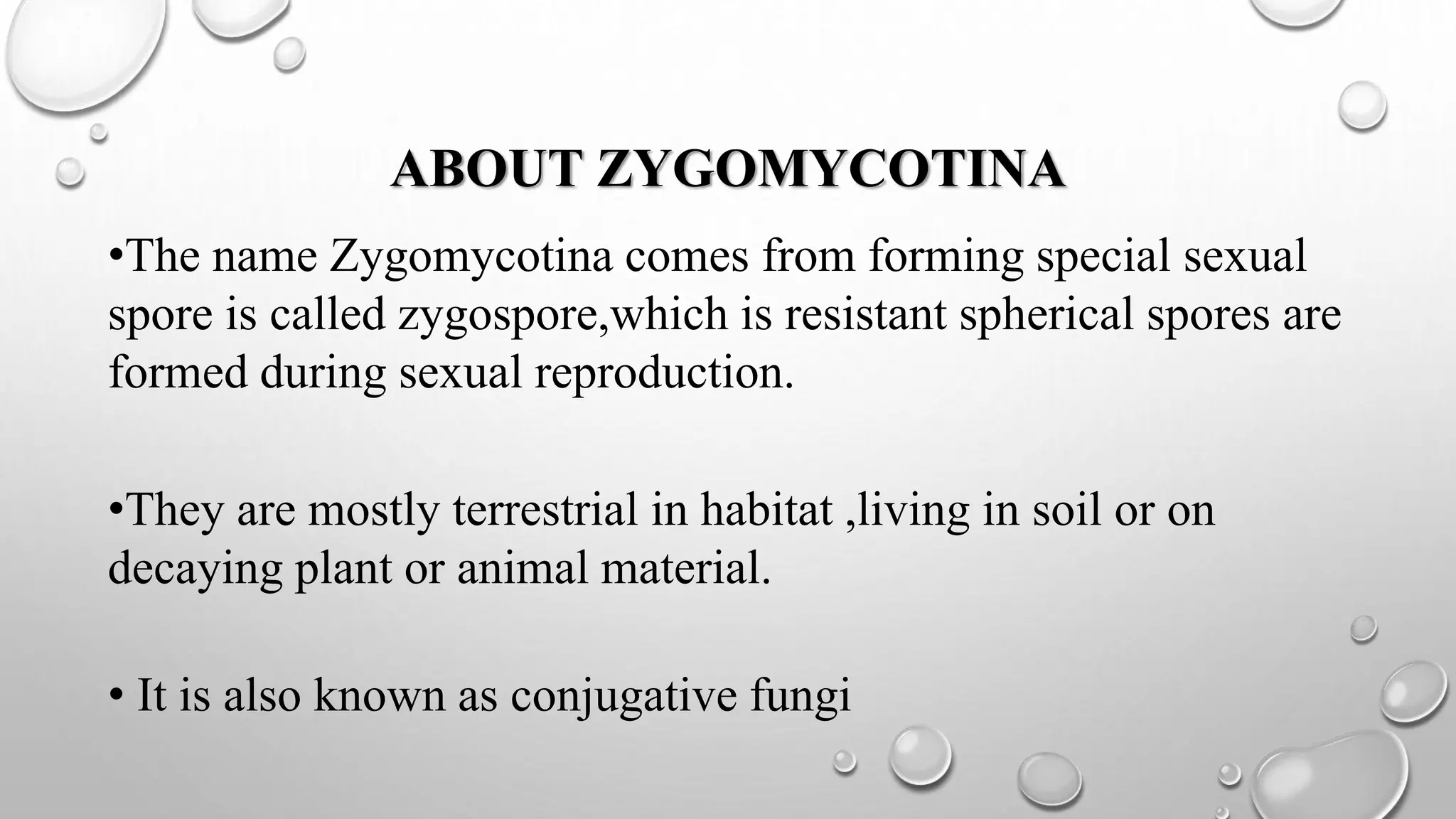 Zygomycotina | PPTX