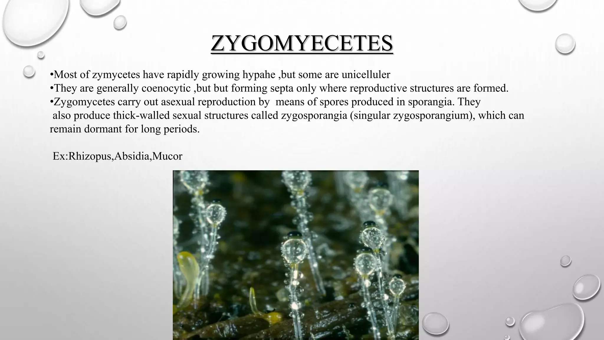 Zygomycotina | PPTX