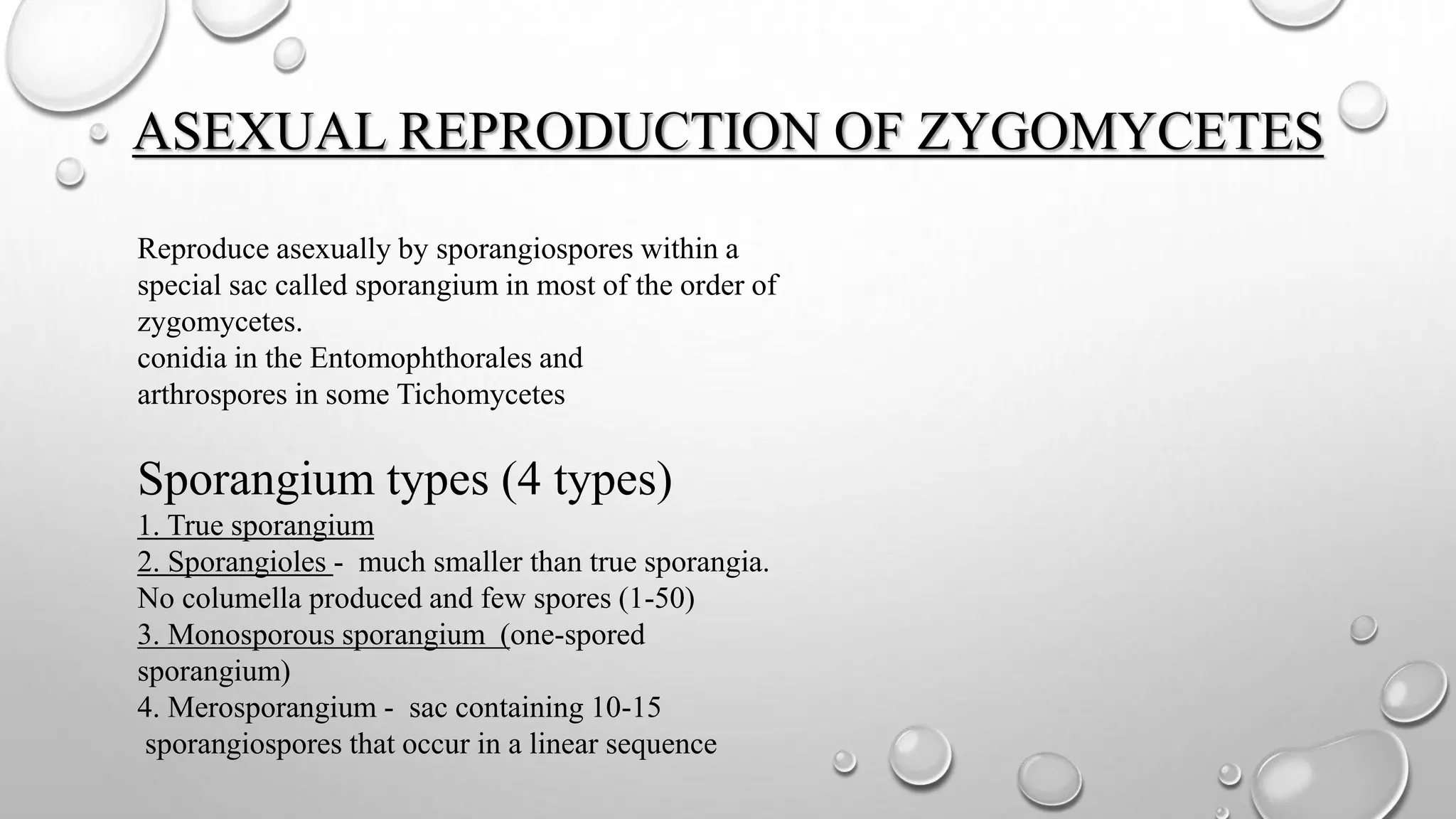Zygomycotina | PPTX