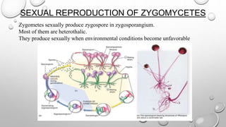 Zygomycotina | PPTX