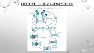 Zygomycotina | PPTX
