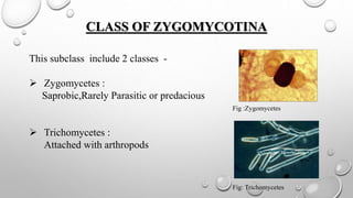 Zygomycotina | PPTX