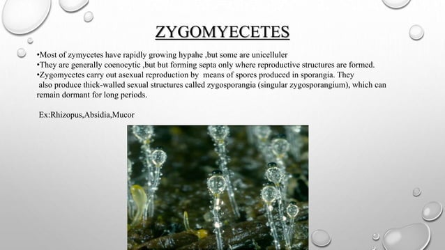 Zygomycotina | PPTX