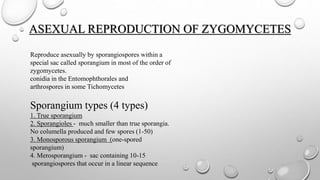 Zygomycotina | PPTX