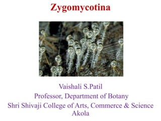Zygomycotina | PPTX