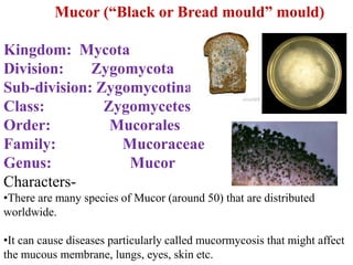 Zygomycotina | PPTX