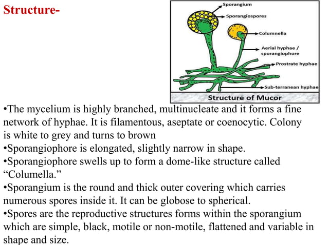 Zygomycotina | PPTX | Biological Sciences | Science