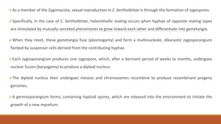 Introduction and general accounts of Zygomycotina | PPTX