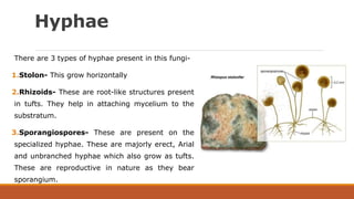 Introduction and general accounts of Zygomycotina | PPTX