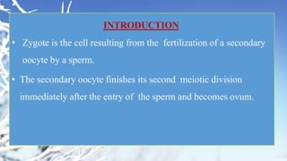 Zygote | PPT