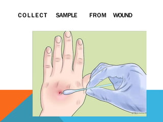 bakteri pada kulit dan jaringan tubuh .pptx