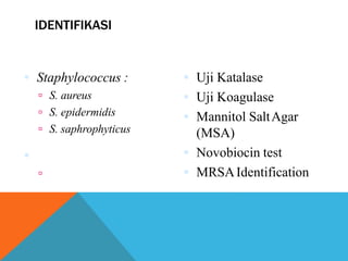 bakteri pada kulit dan jaringan tubuh .pptx