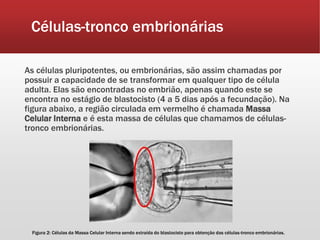 Células–tronco | PPTX